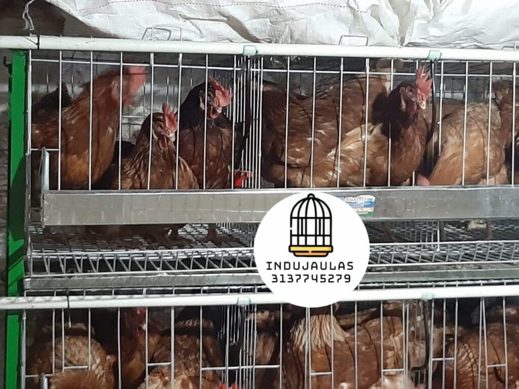 JAULAS PARA GALLINA MODULOS VERTICALES PARA 27 AVES | INDUJAULAS ...