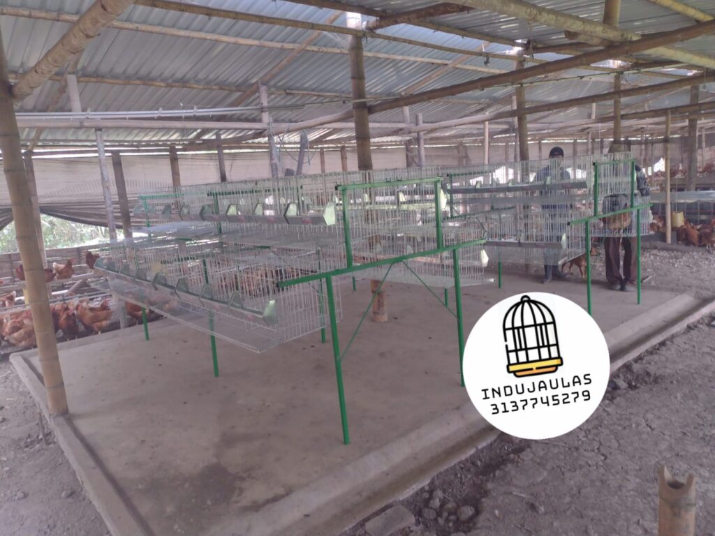 JAULAS PARA GALLINA MODULO PIRAMIDAL PARA 36 AVES | INDUJAULAS, Jaulas ...
